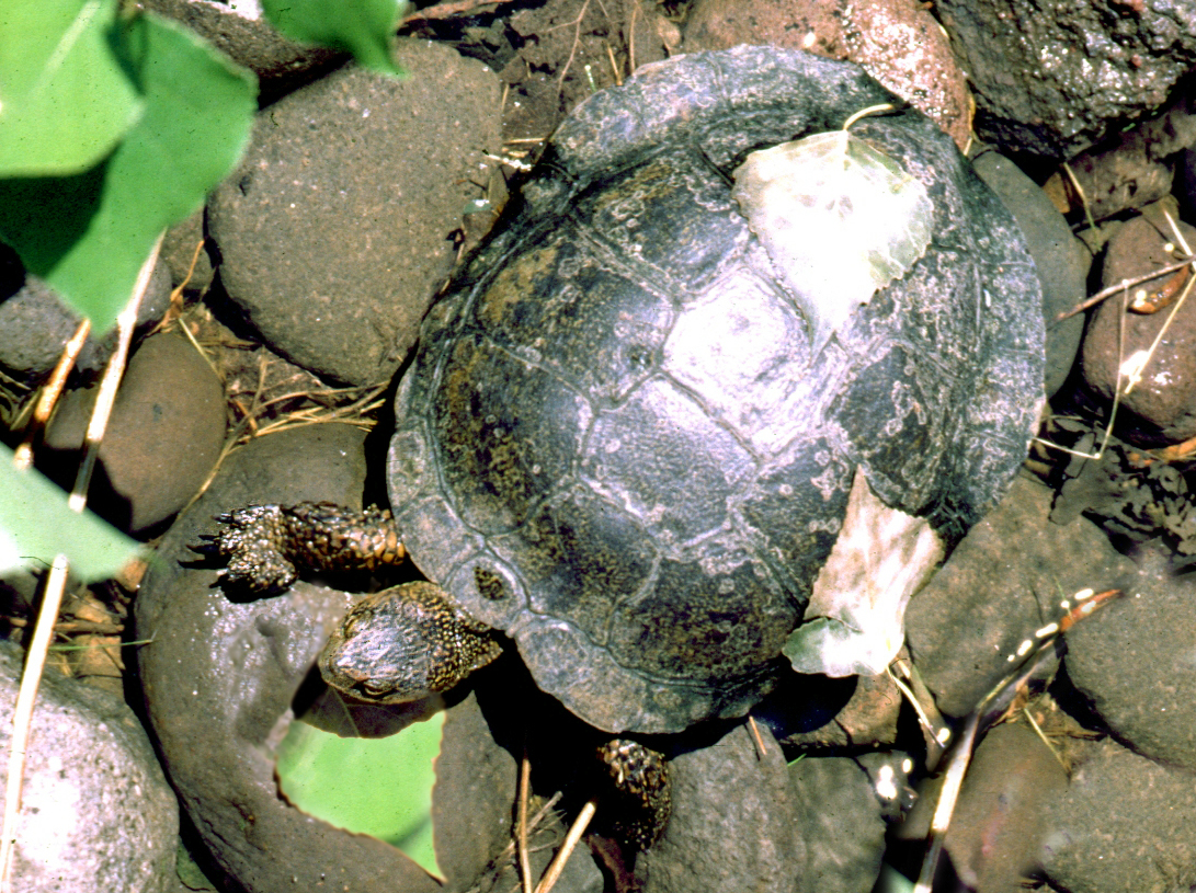 Projects & Research - Sacramento Area Sewer District